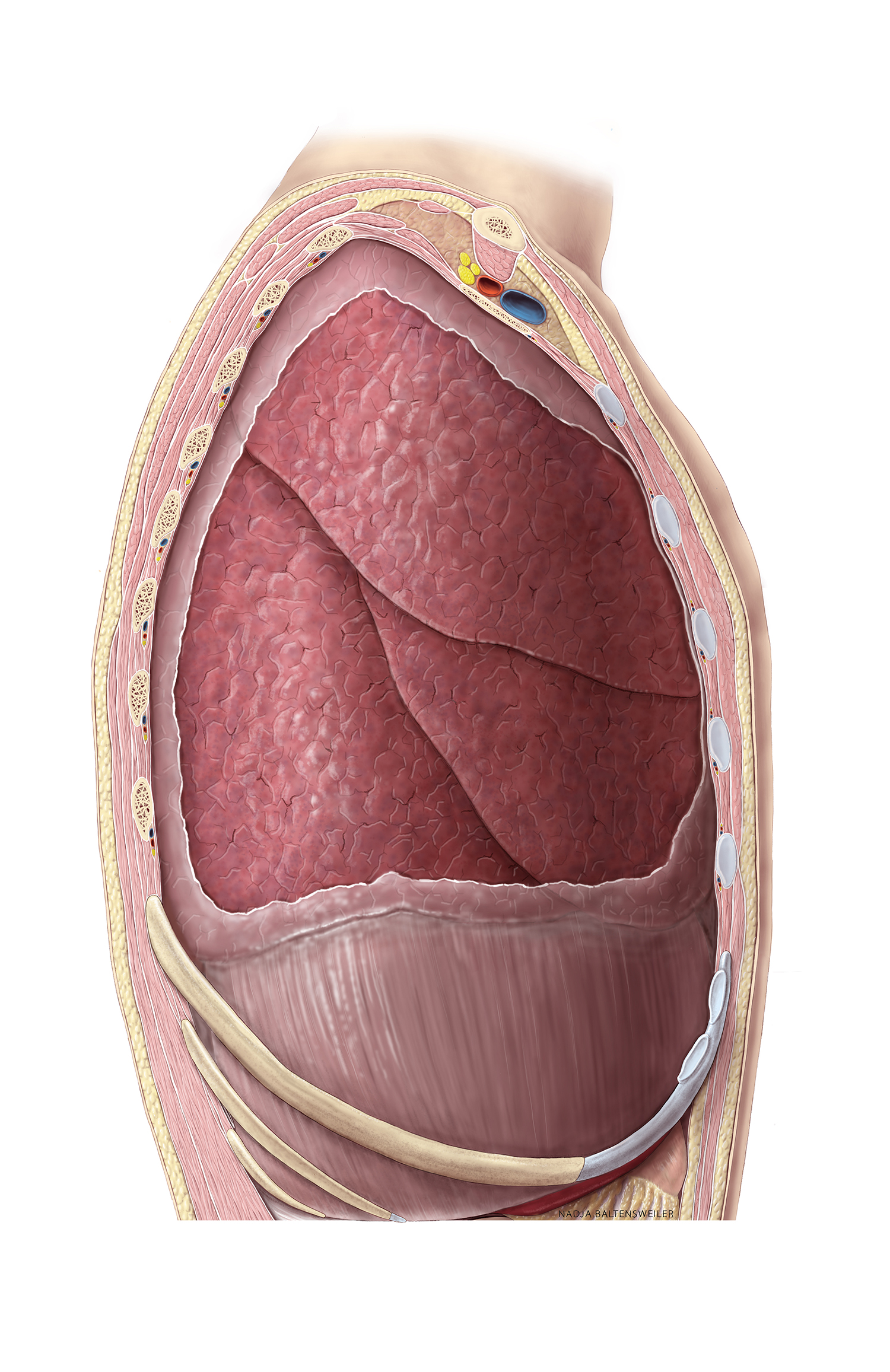Lateral View Of Opened Thorax With Right Lung AnatomyTOOL Lateral View Of Opened Thorax With Right Lung AnatomyTOOL